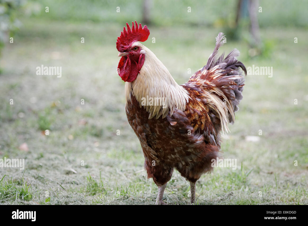 Gallus male chicken rooster also known as a cockerel or cock digging in ...