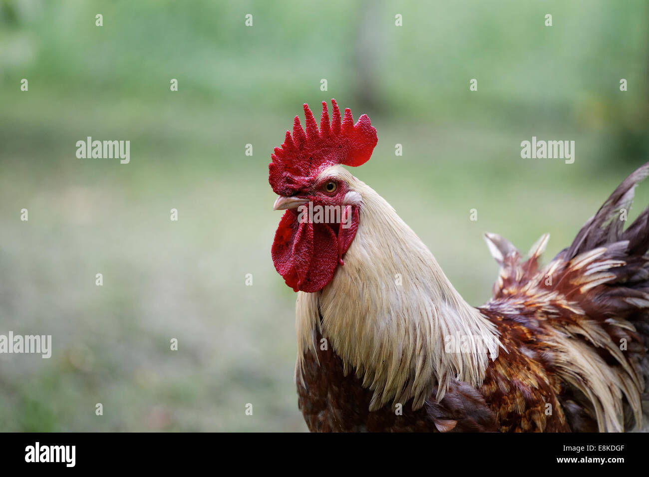 Gallus male chicken rooster also known as a cockerel or cock digging in ...