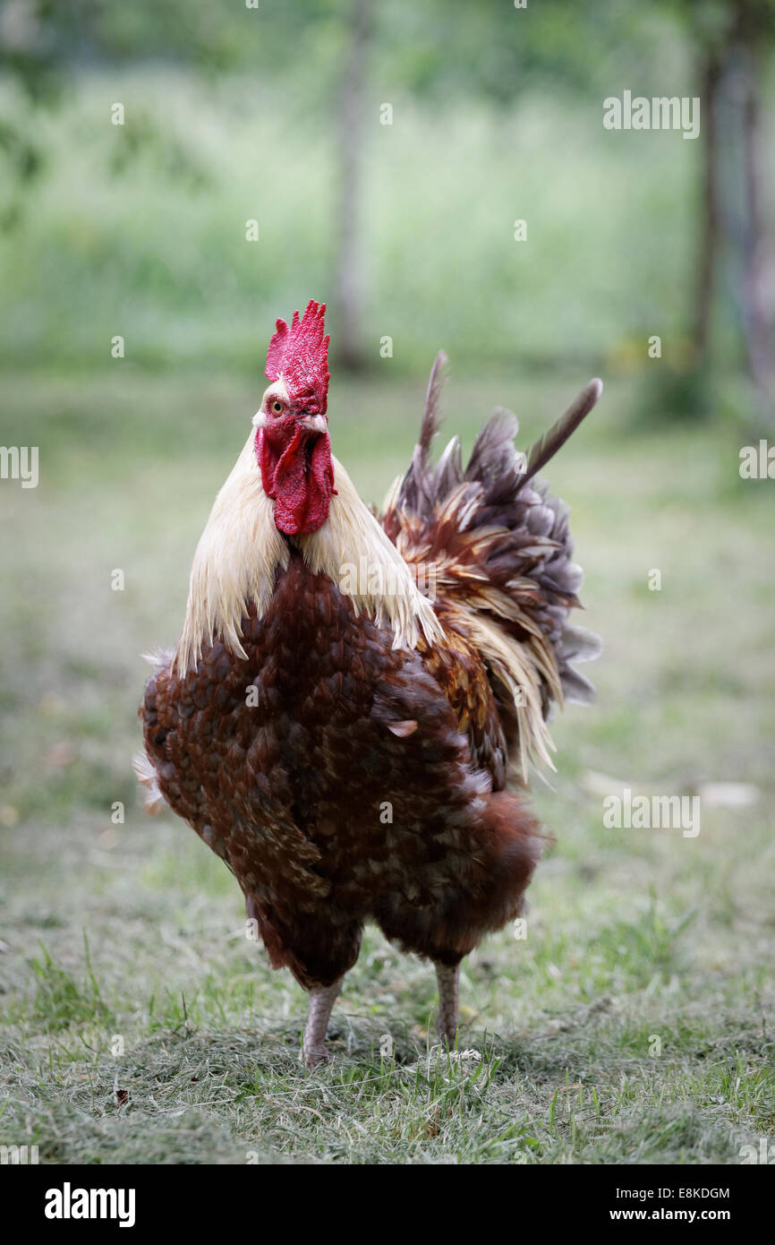 Gallus male chicken rooster also known as a cockerel or cock digging in ...