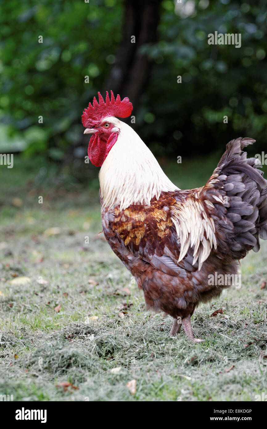 Gallus male chicken rooster also known as a cockerel or cock digging in ...