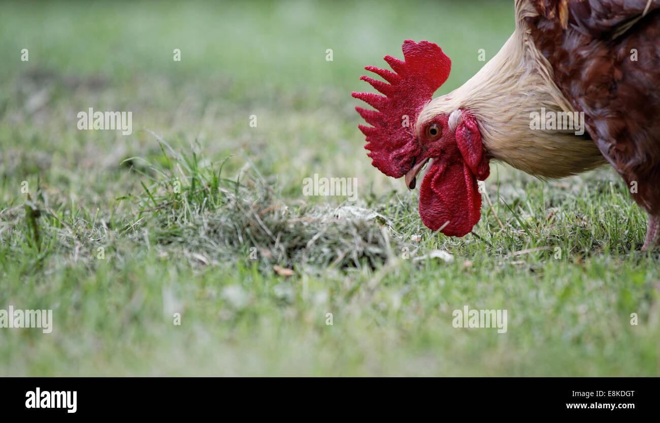 Gallus male chicken rooster also known as a cockerel or cock digging in ...