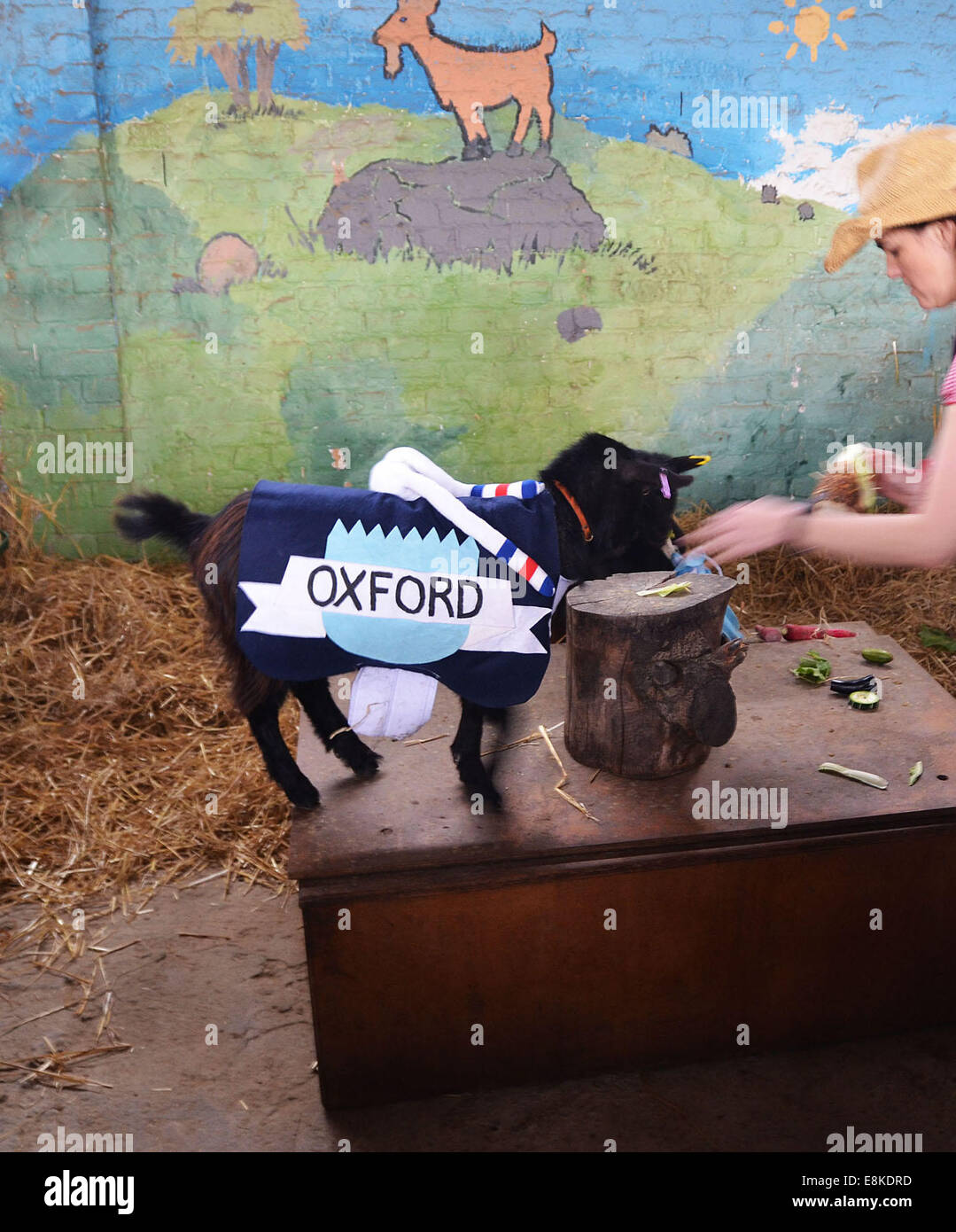 Goats compete during the Oxford and Cambridge Goat Race at Spitalfields ...