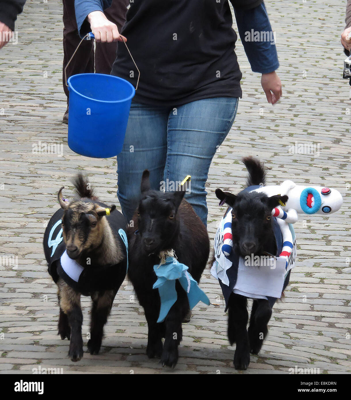 Goats compete during the Oxford and Cambridge Goat Race at Spitalfields ...