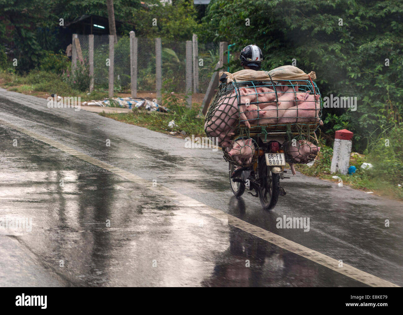 Beige pig hi-res stock photography and images - Alamy