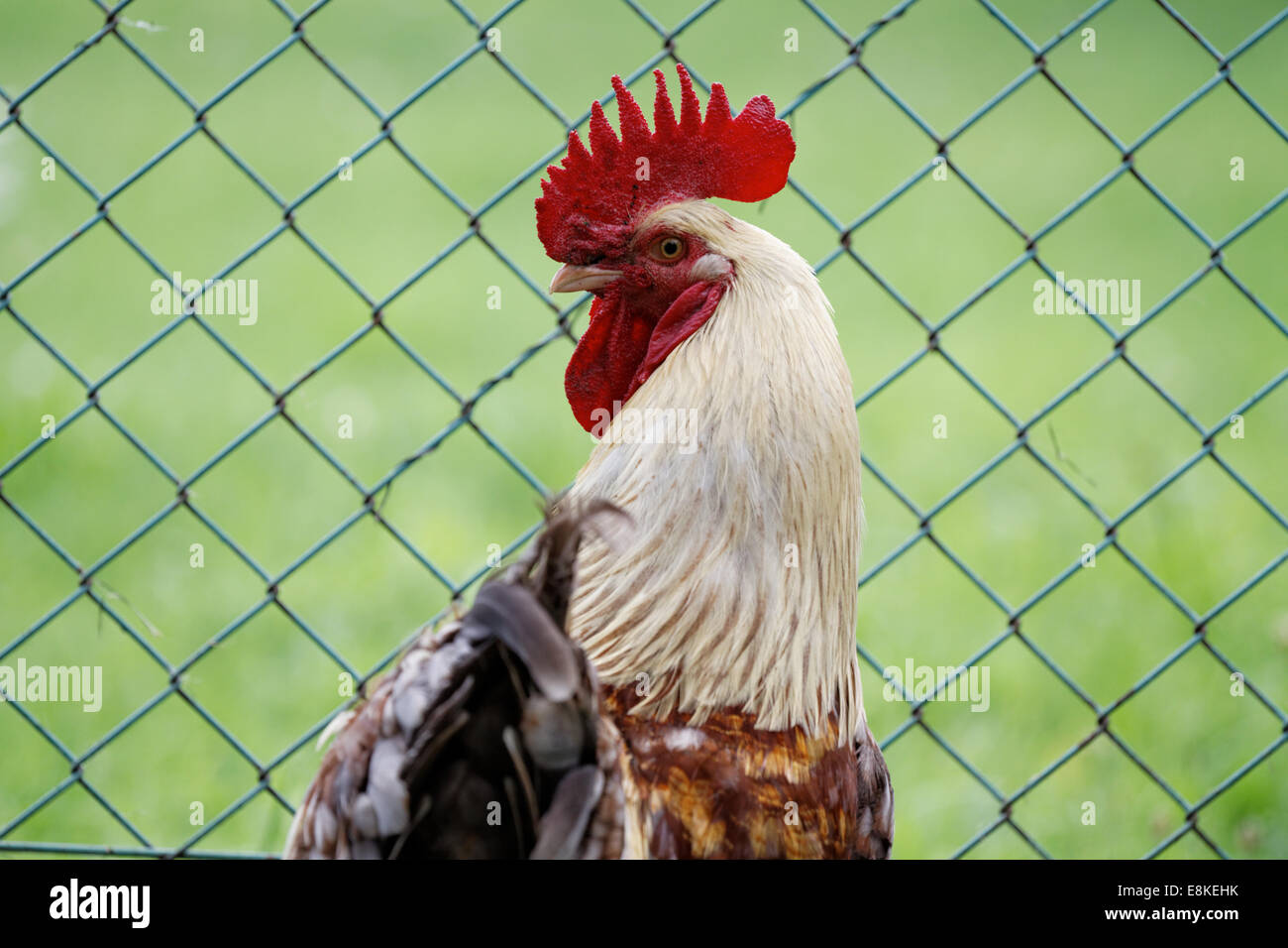 Gallus male chicken rooster also known as a cockerel or cock digging in ...