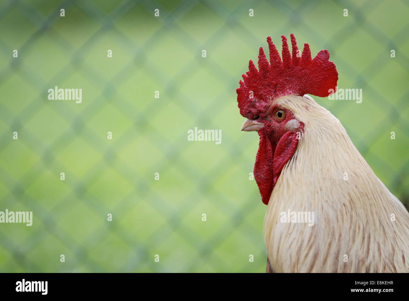 Gallus male chicken rooster also known as a cockerel or cock digging in ...