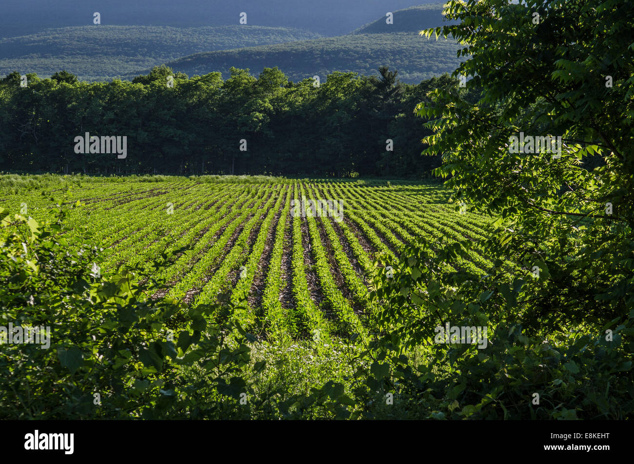 Soil soy bean farming hi-res stock photography and images - Alamy
