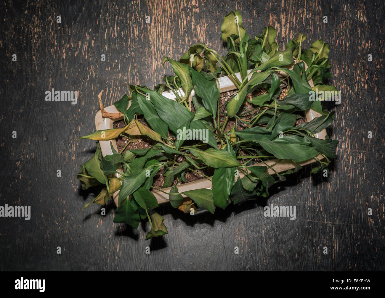 Wilted plants that need water hi-res stock photography and images - Alamy