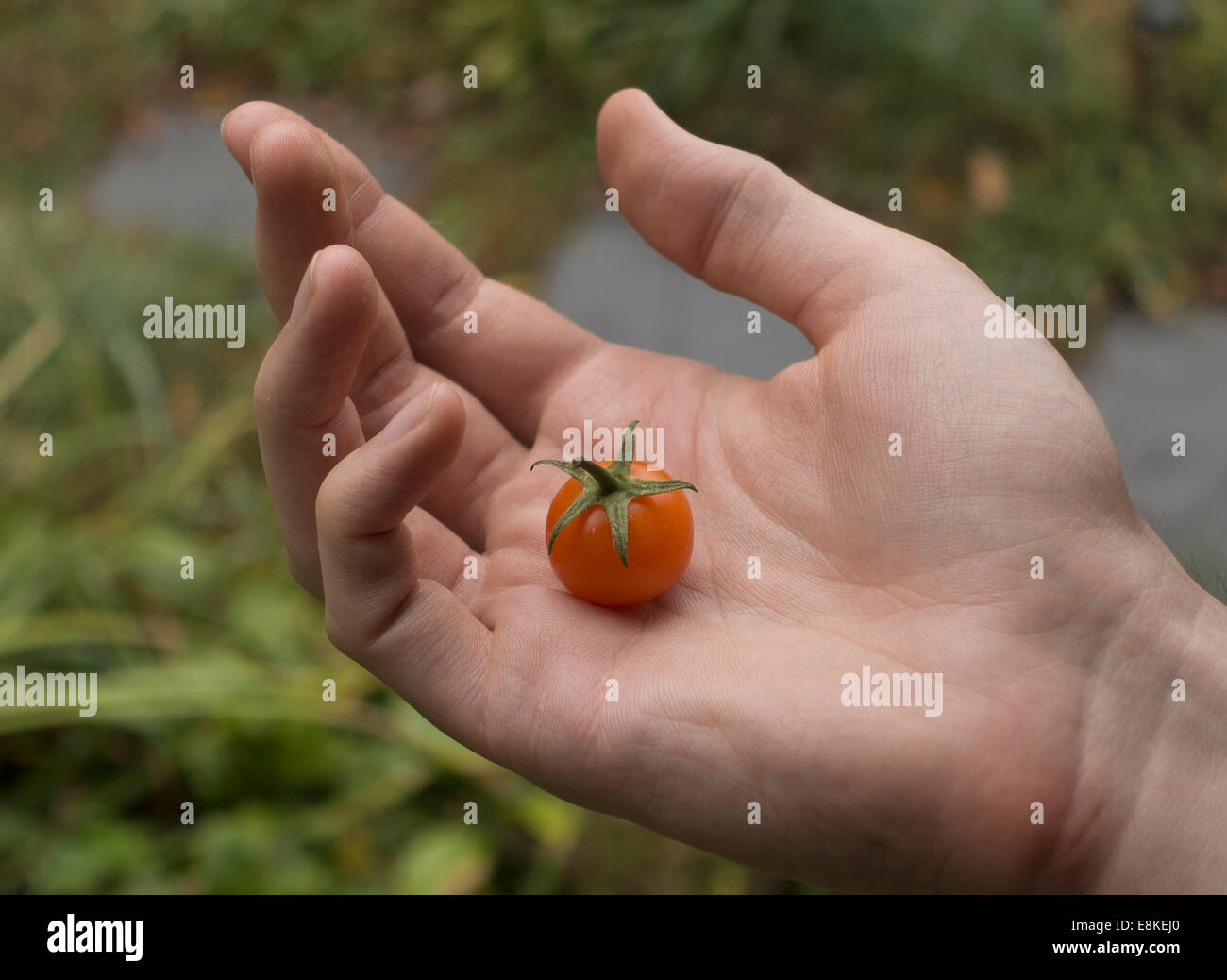 cherry tomato in palm of hand Stock Photo - Alamy