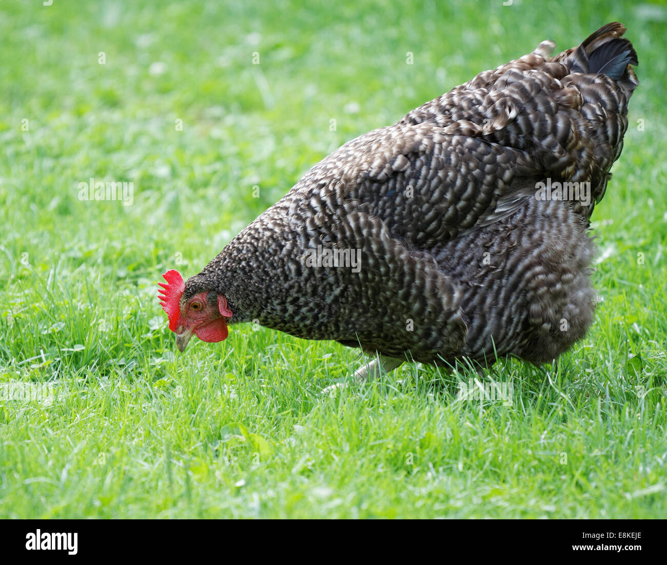 Young Barred Rock Rooster