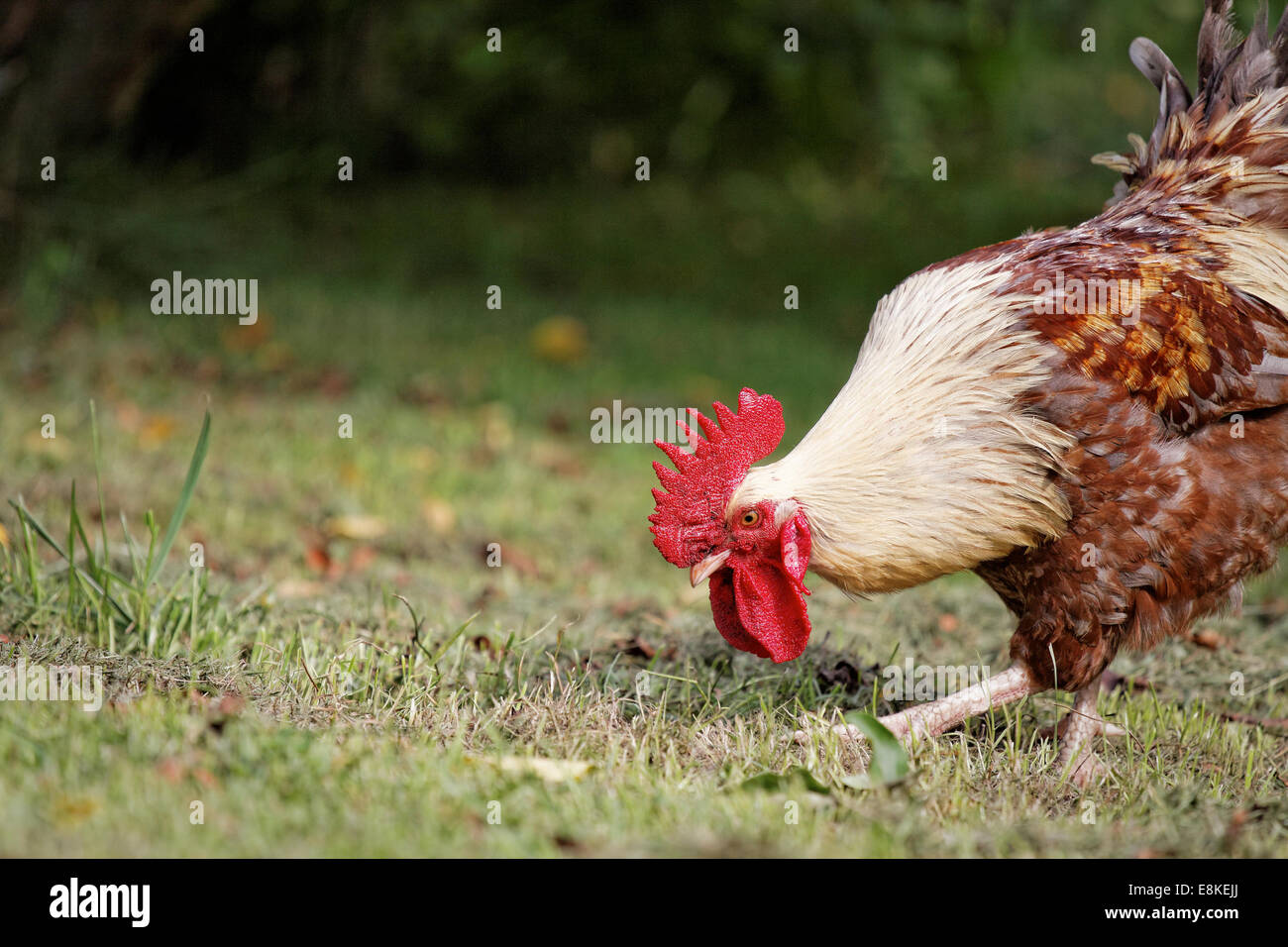 Gallus gallus male chicken rooster also known as a cockerel or cock ...