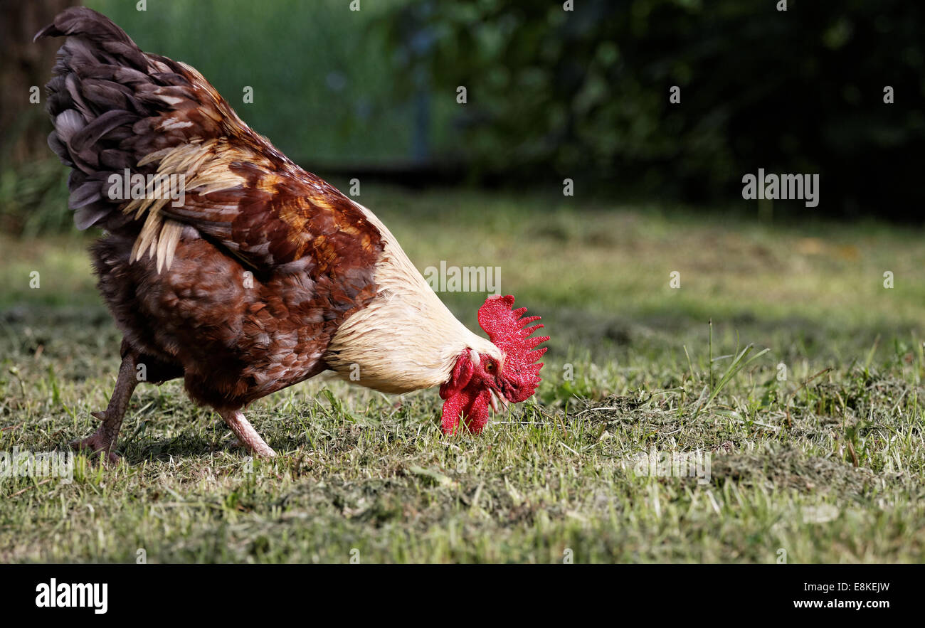 Gallus gallus male chicken rooster also known as a cockerel or cock ...