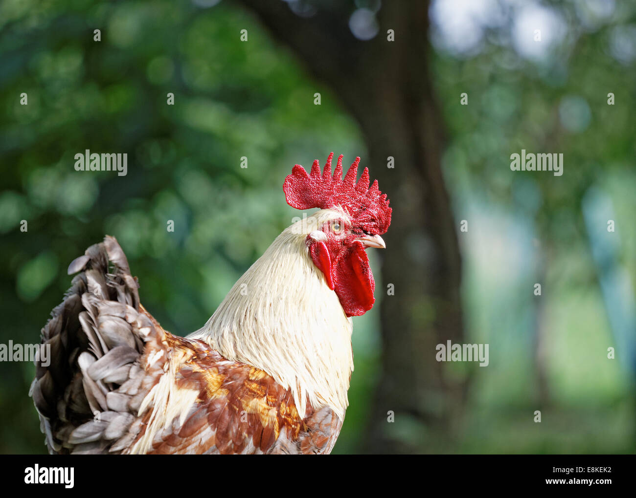 Gallus gallus male chicken rooster also known as a cockerel or cock ...