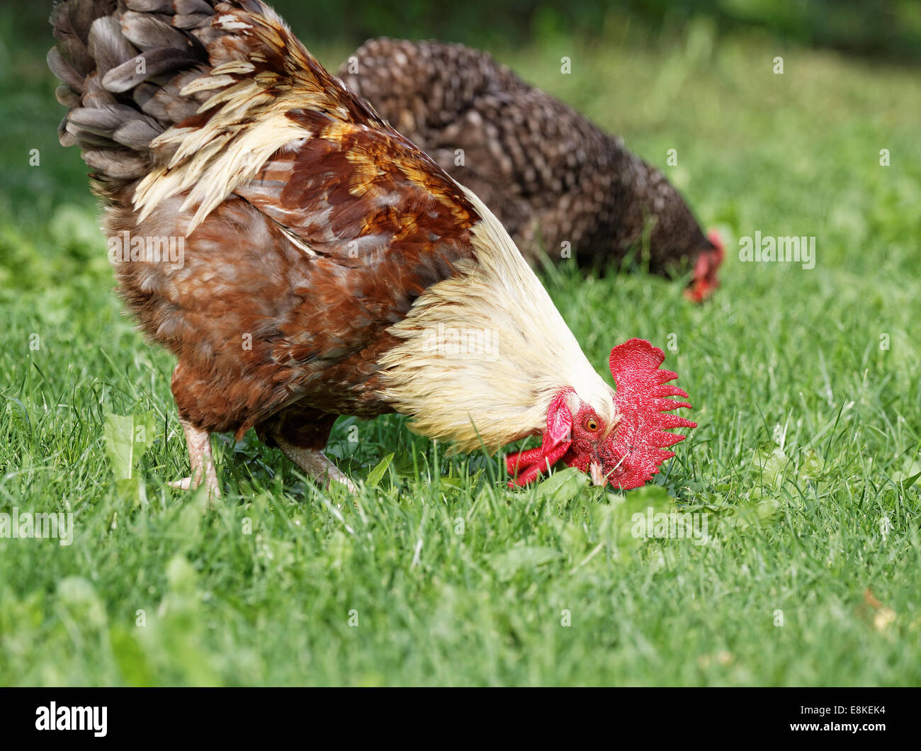 Gallus gallus male chicken rooster also known as a cockerel or cock ...