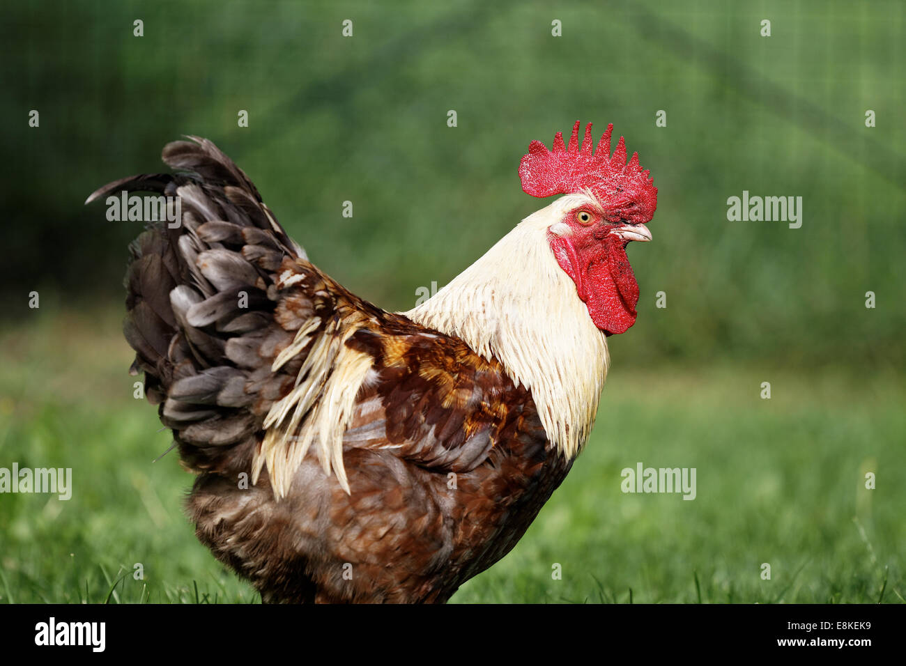Gallus gallus male chicken rooster also known as a cockerel or cock ...