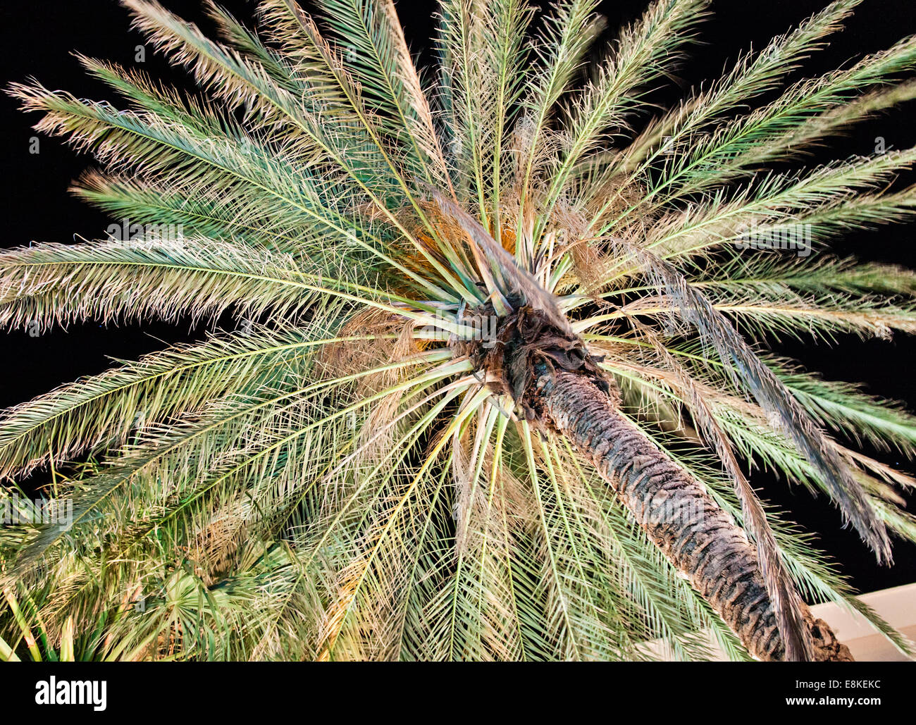Under view of palm tree waving in wind in evening at resort hotel in ...