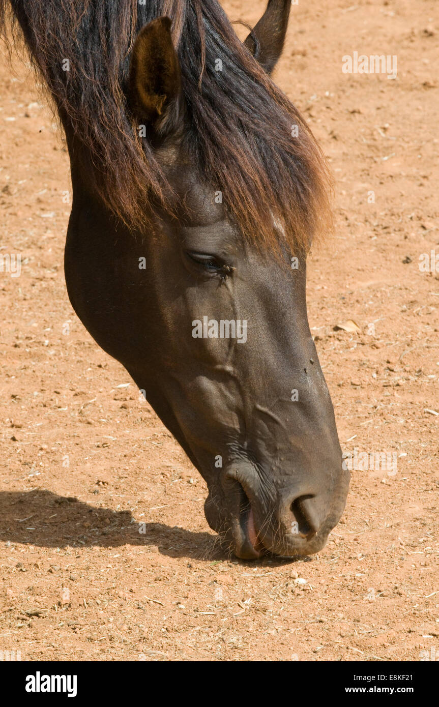 Dark brown stallion grazing on parched grounds on sun drenched ...