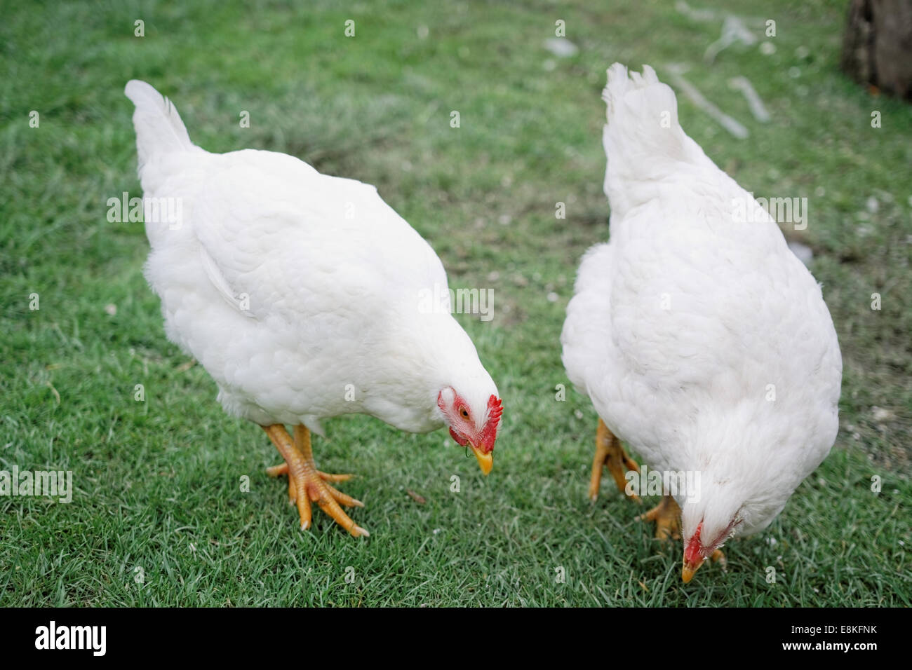 Pair of Gallus gallus domesticus white poultry meat chicken portrait ...