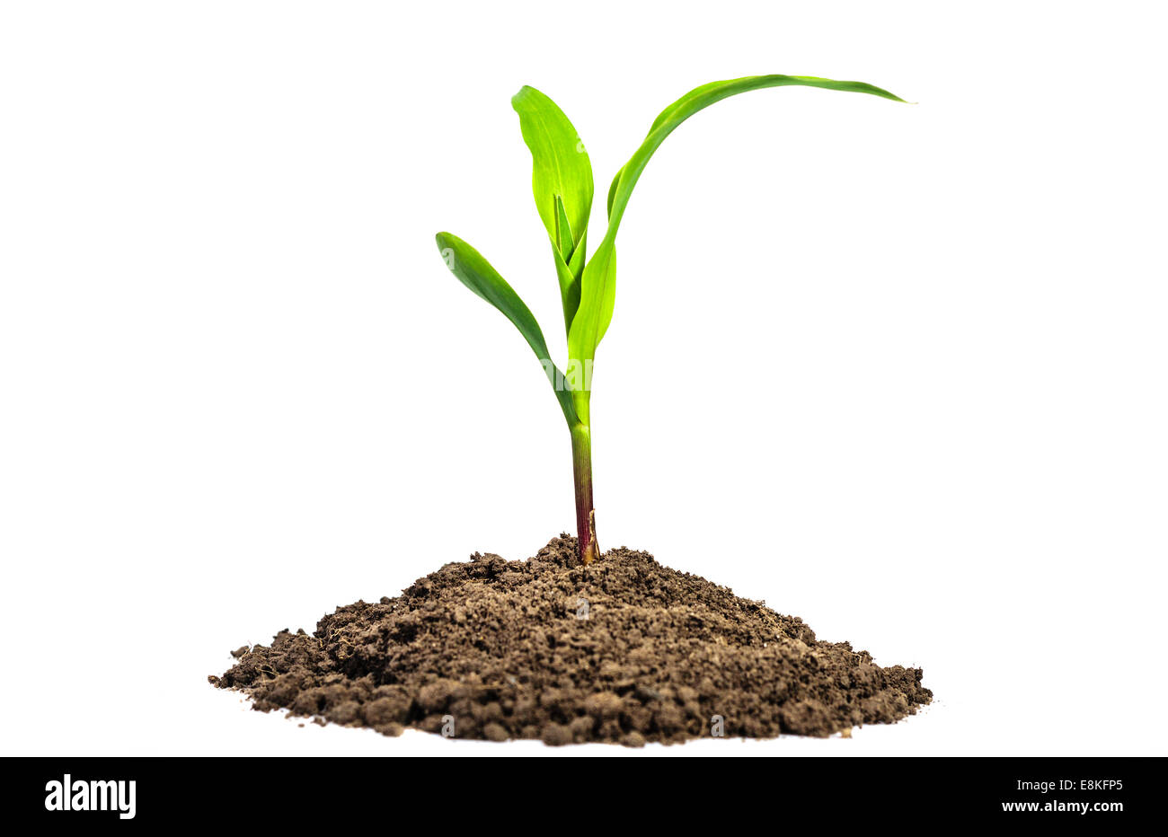 Zea mays small greenplant of maize corn growing on natural brown soil ...