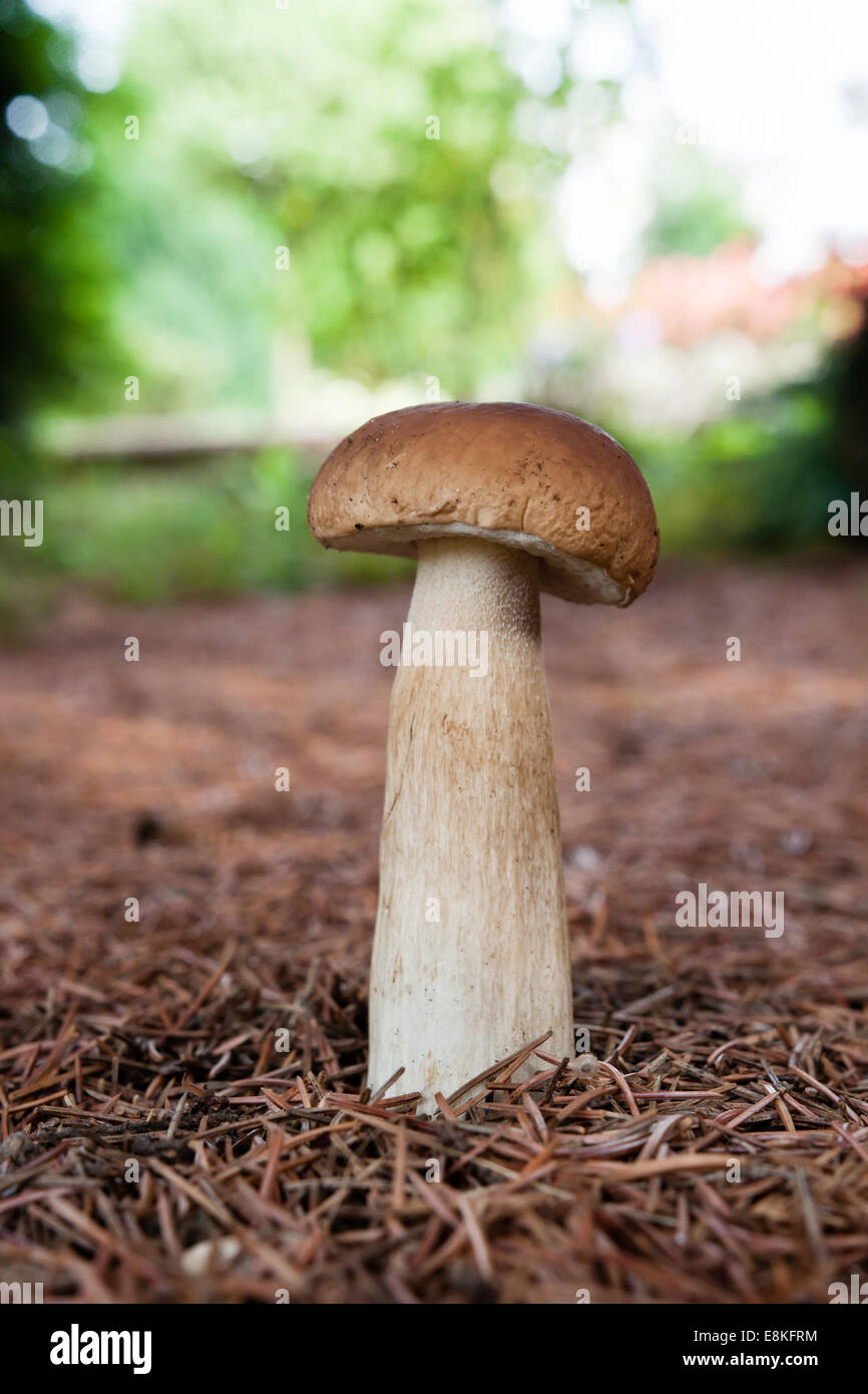 Boletus pinophilus hi-res stock photography and images - Alamy