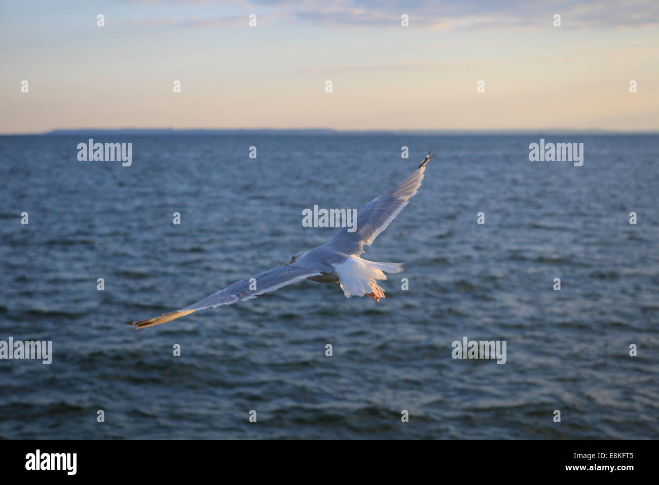 Seagull flying over the ocean Stock Photo - Alamy