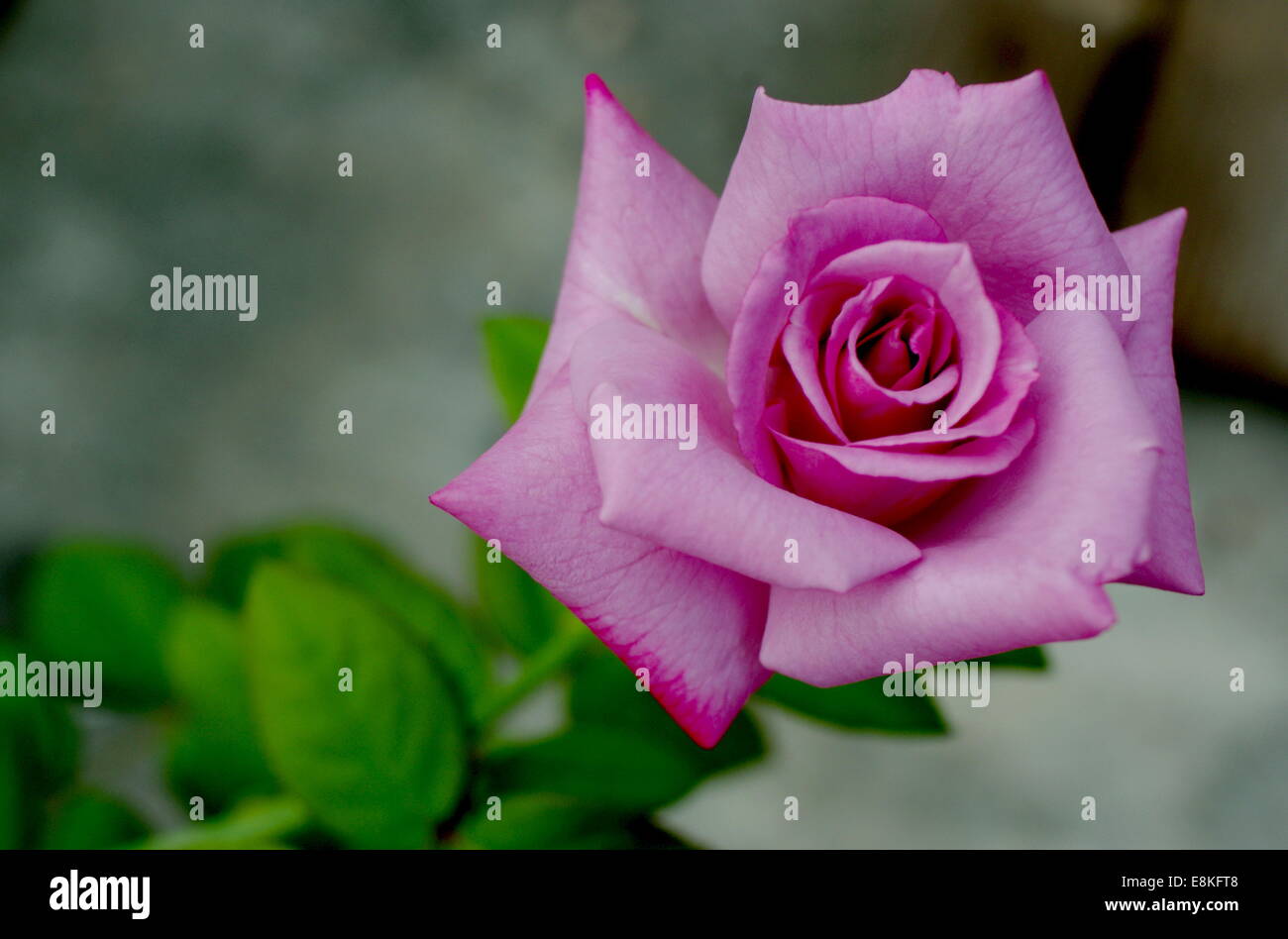 Roseate flowers hi-res stock photography and images - Alamy