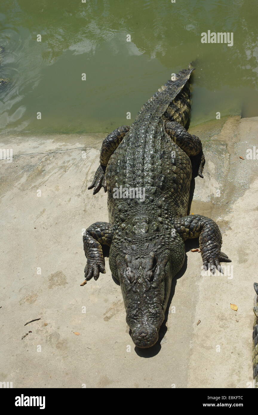 Crocodiles having a sun bath Stock Photo - Alamy