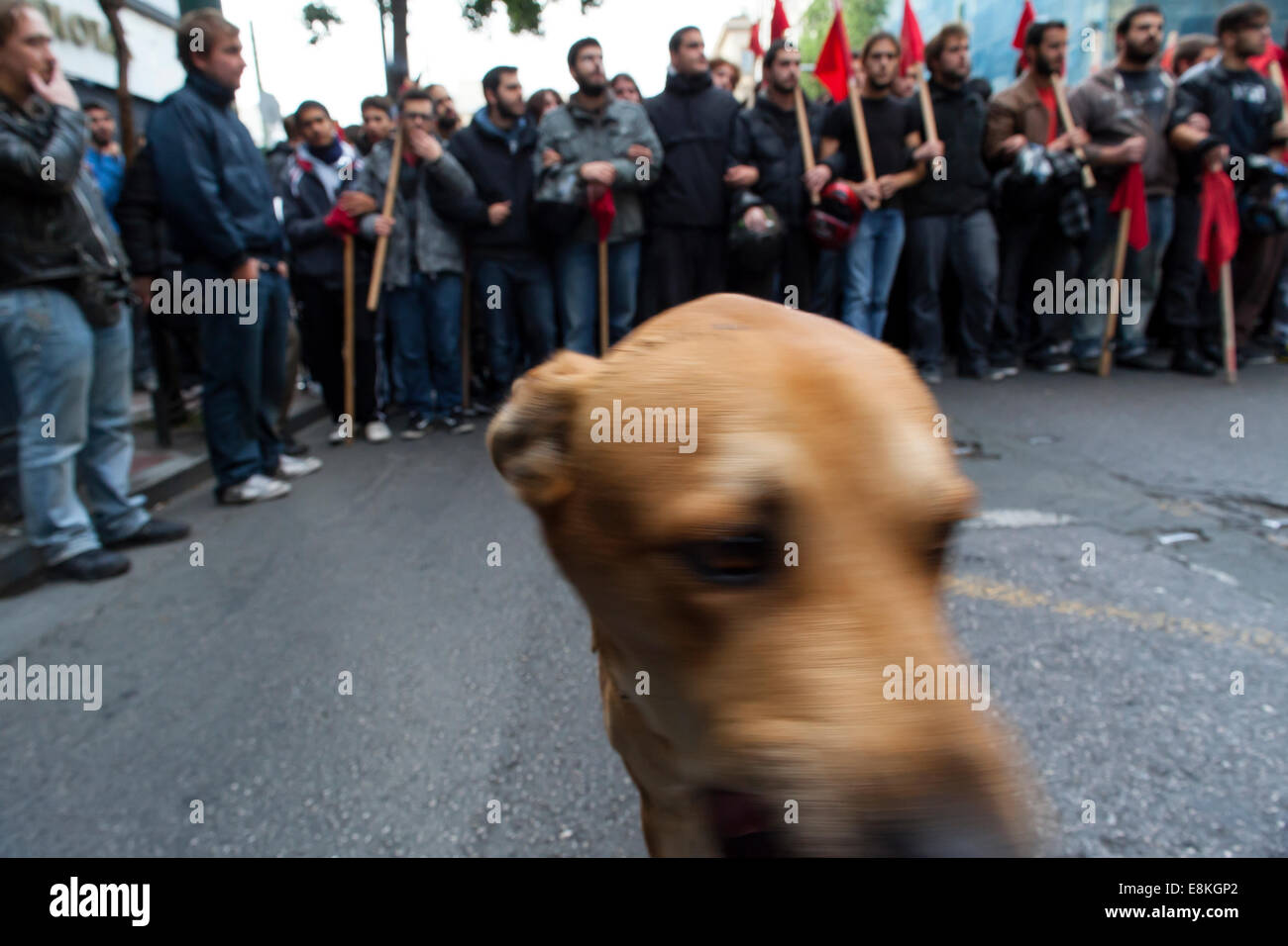 Loukanikos greek riot dog hi-res stock photography and images - Alamy