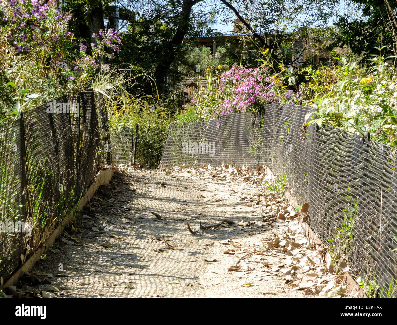 Path through communal garden in a public park in Hyde Park in early ...