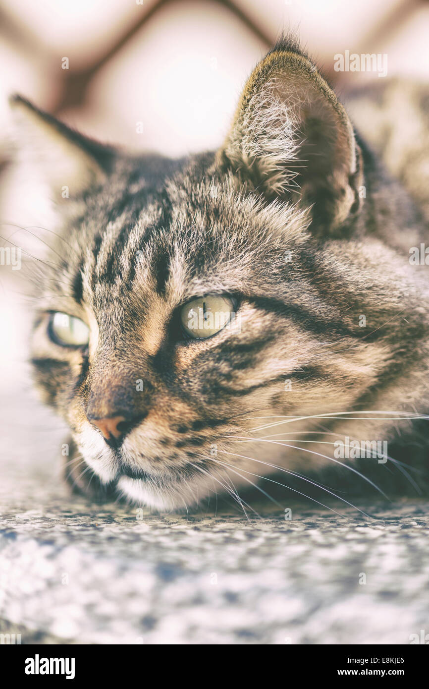Cute cat portrait domestic hi-res stock photography and images - Alamy