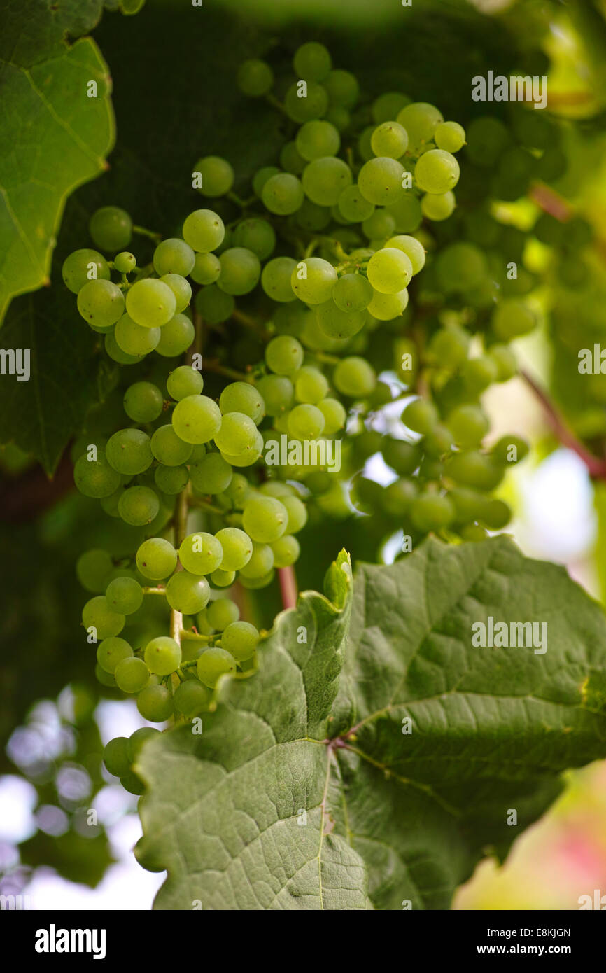Unripe grape hi-res stock photography and images - Alamy