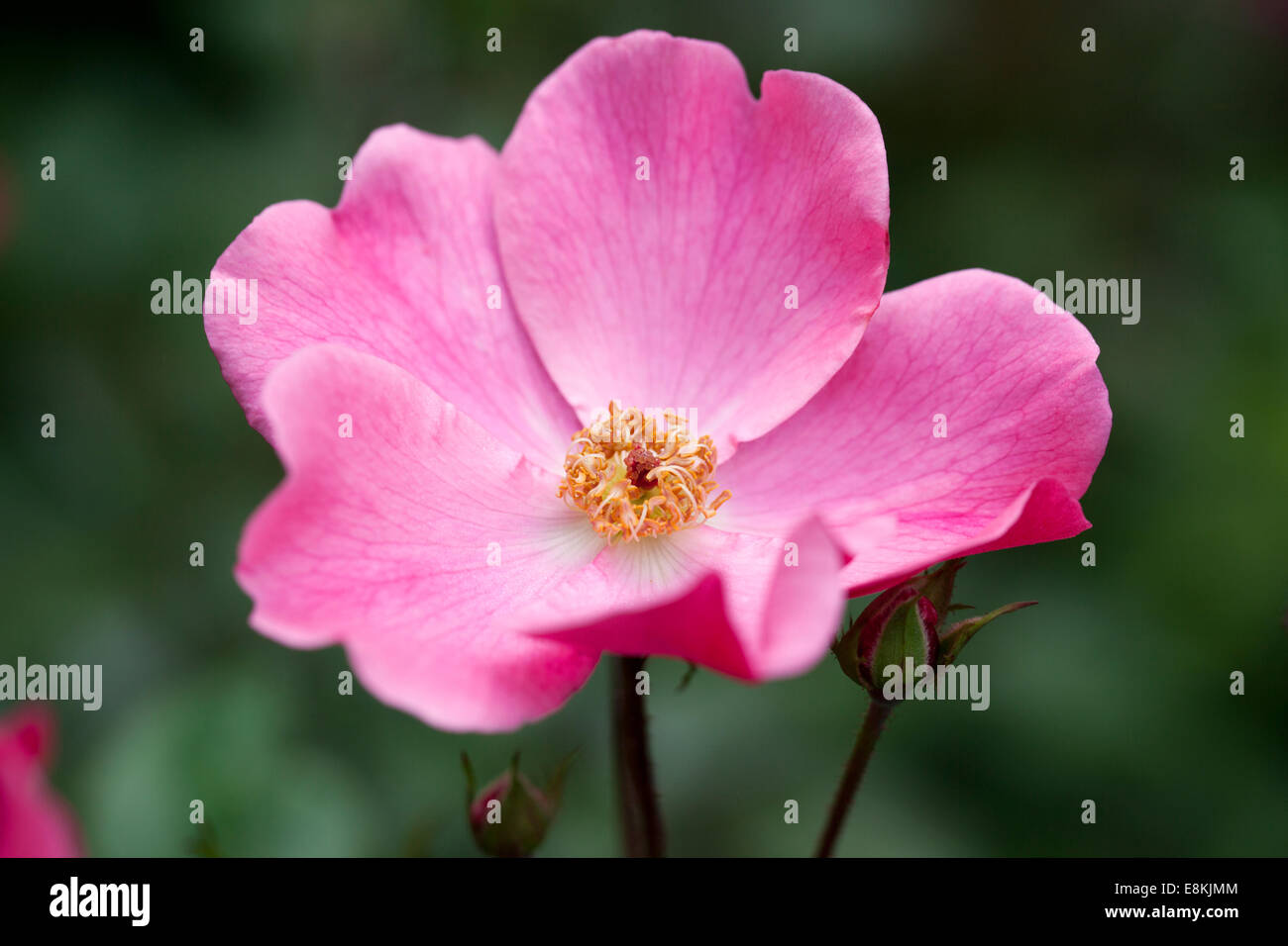 Floribunda rose betty prior hi-res stock photography and images - Alamy