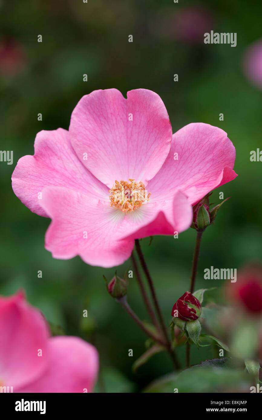 Floribunda rose betty prior hi-res stock photography and images - Alamy