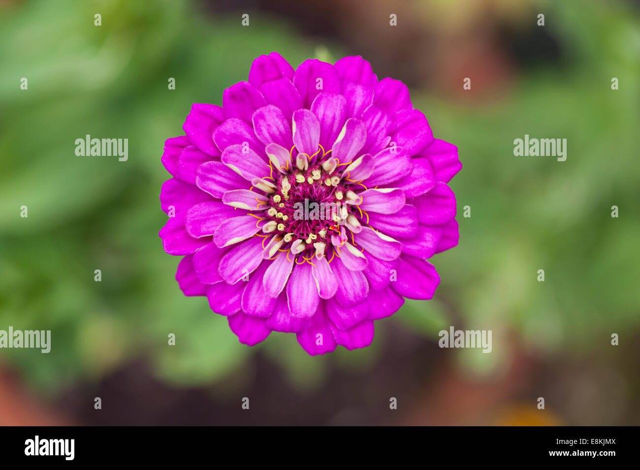 Close up of a single Zinnia Purple Prince flowering in an English ...