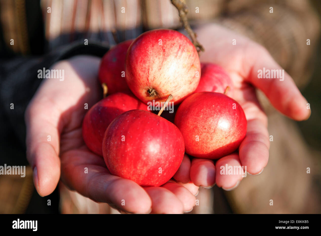 Handful of very small red delicious just picked up apples Stock Photo ...