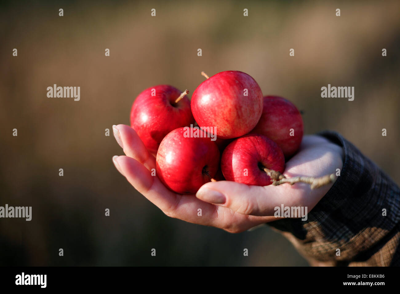 Handful of very small red delicious just picked up apples Stock Photo ...