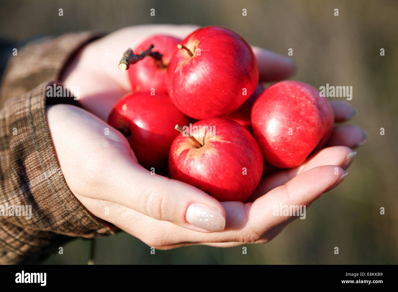 Handful of very small red delicious just picked up apples Stock Photo ...