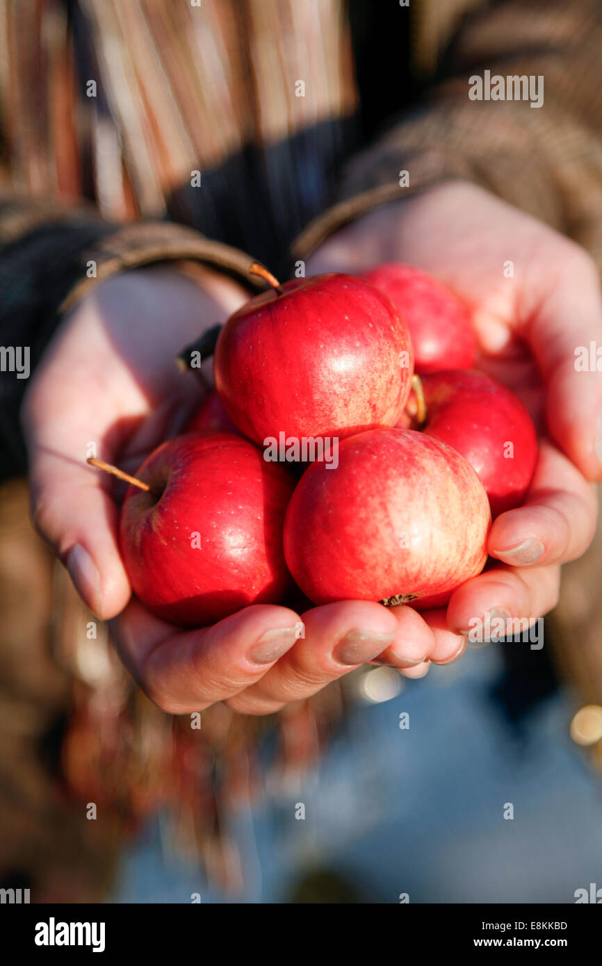 Handful of very small red delicious just picked up apples Stock Photo ...