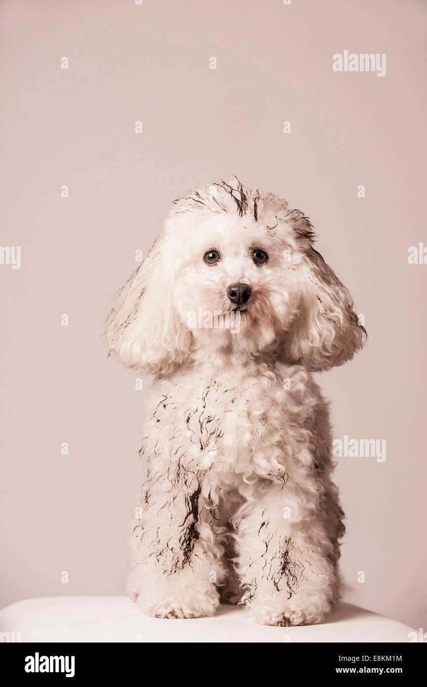 Poodle Sitting High Resolution Stock Photography and Images - Alamy