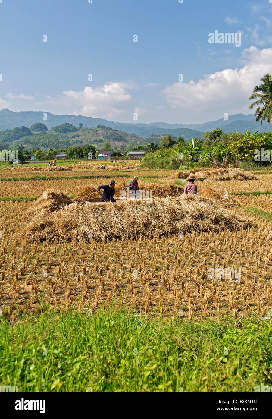 Traditional rice harvest, Thailand Stock Photo - Alamy
