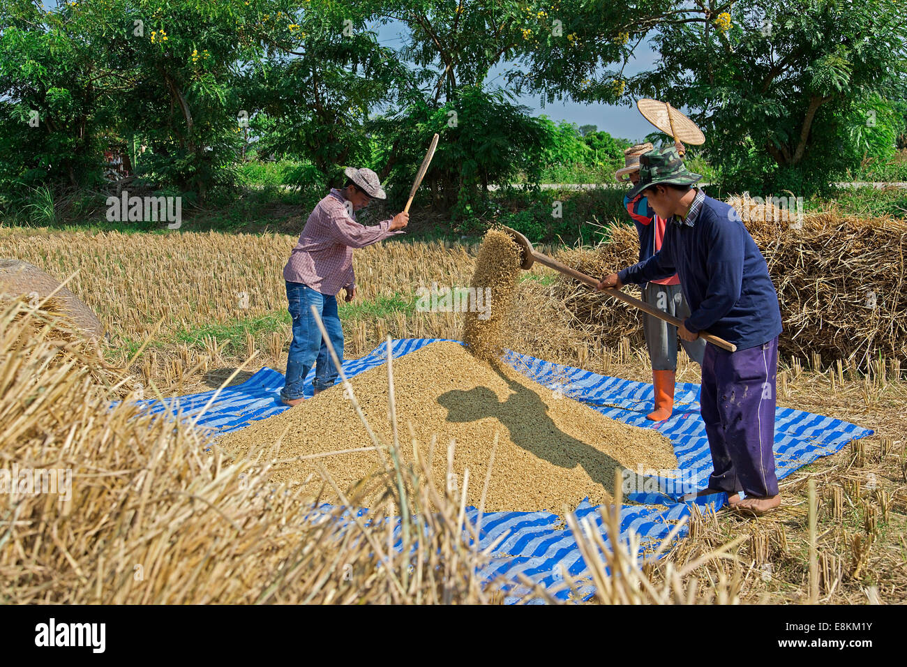 Rice harvest people hi-res stock photography and images - Alamy