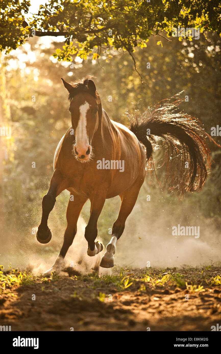Light Bay Horse