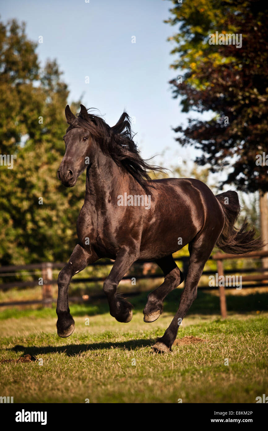 Friesian horse galloping meadow hi-res stock photography and images - Alamy