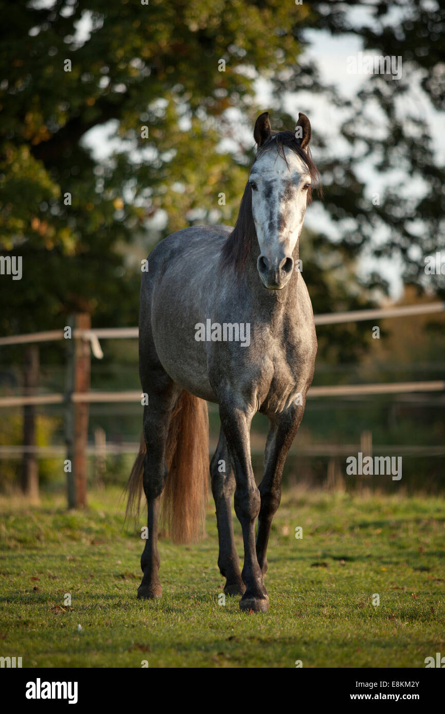 PRE, gelding, dapple gray, developing white horse Stock Photo - Alamy