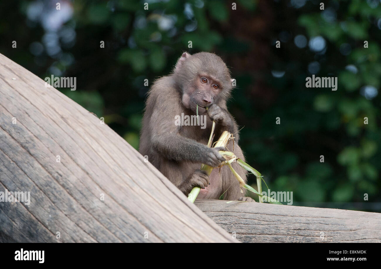 Pavian head hi-res stock photography and images - Alamy