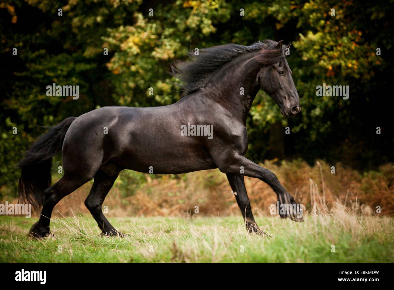 Friesian horse galloping meadow hi-res stock photography and images - Alamy
