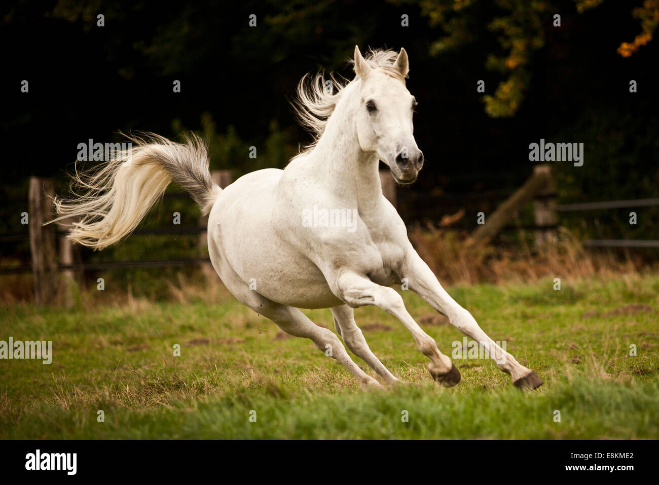 Thoroughbred Arab, white horse, gelding galloping on meadow Stock Photo ...