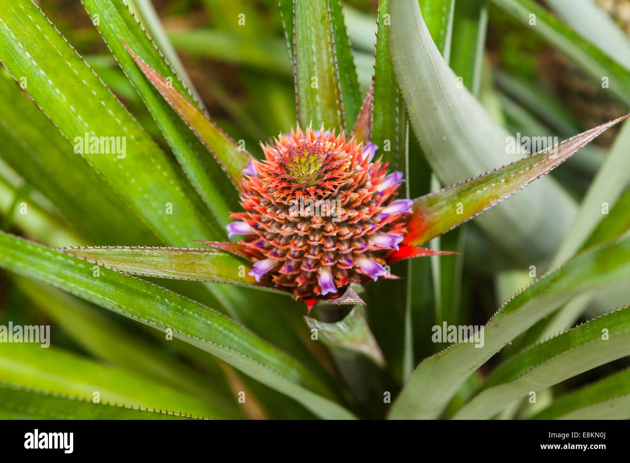 Pineapple plant (Ananas comosus), flower, Sri Lanka Stock Photo - Alamy