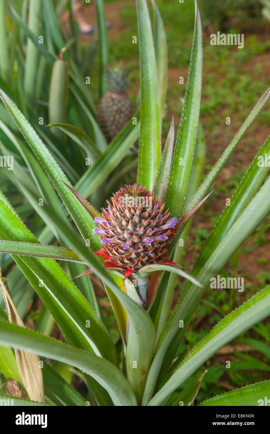Ananas flower hi-res stock photography and images - Alamy