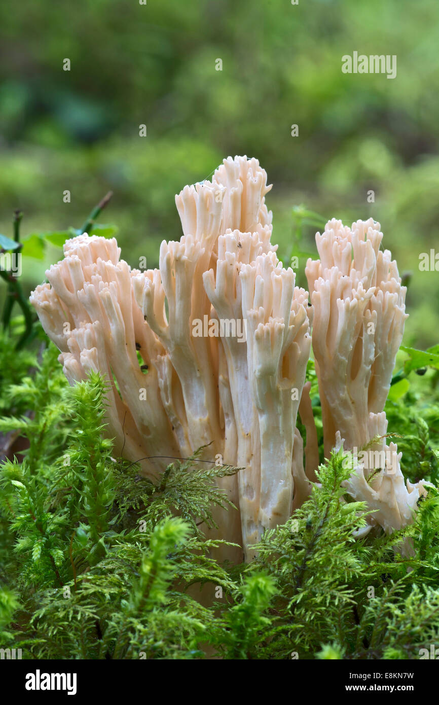 Ramaria fungus species, (Ramaria mairei syn Ramaria pallida), Tyrol ...